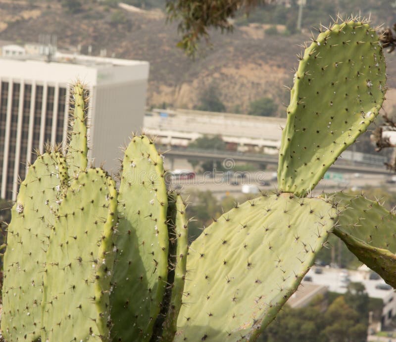 Kaktusfeige Cactus& X28; Opun Tia Englemann U. X29; Stockfoto - Bild ...