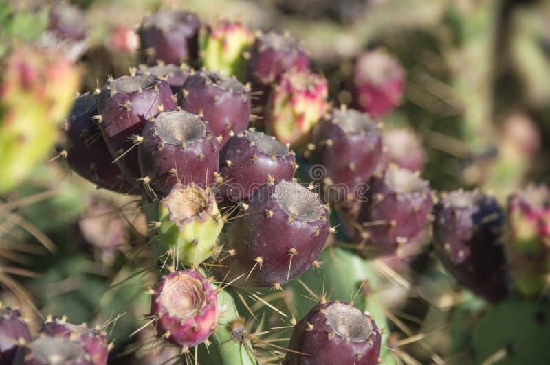Kaktusfeige am Markt stockbild. Bild von verkauf, vegan - 101703443