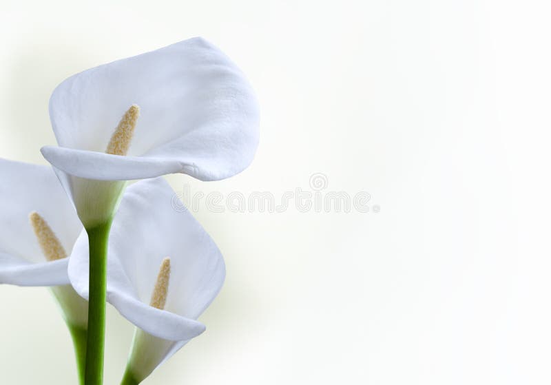 Kala flower stock photo. Image of blossom, nature, curve - 18790682