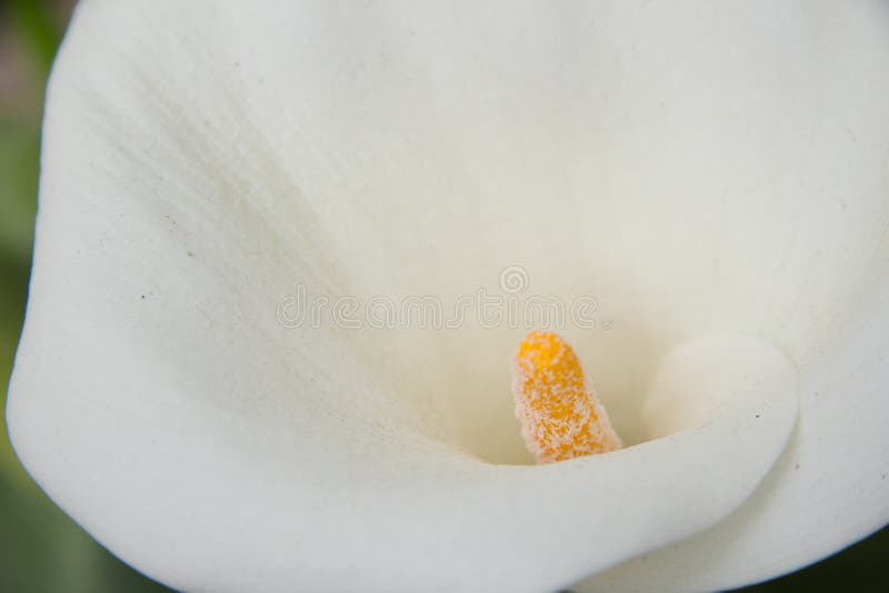 Kala flower stock photo. Image of blossom, nature, curve - 18790682