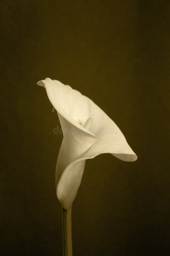 Kala flower stock photo. Image of calla, blossom, color - 18790682