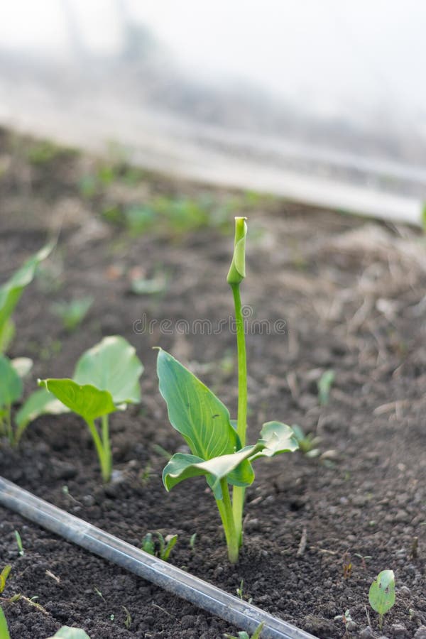 Kala flower stock photo. Image of blossom, nature, curve - 18790682