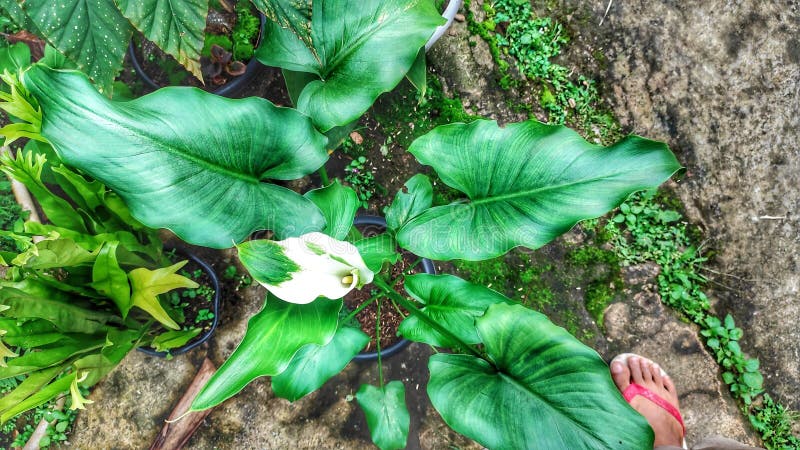 Kala Lilies are Rhizomatous Plants Stock Photo - Image of garden ...