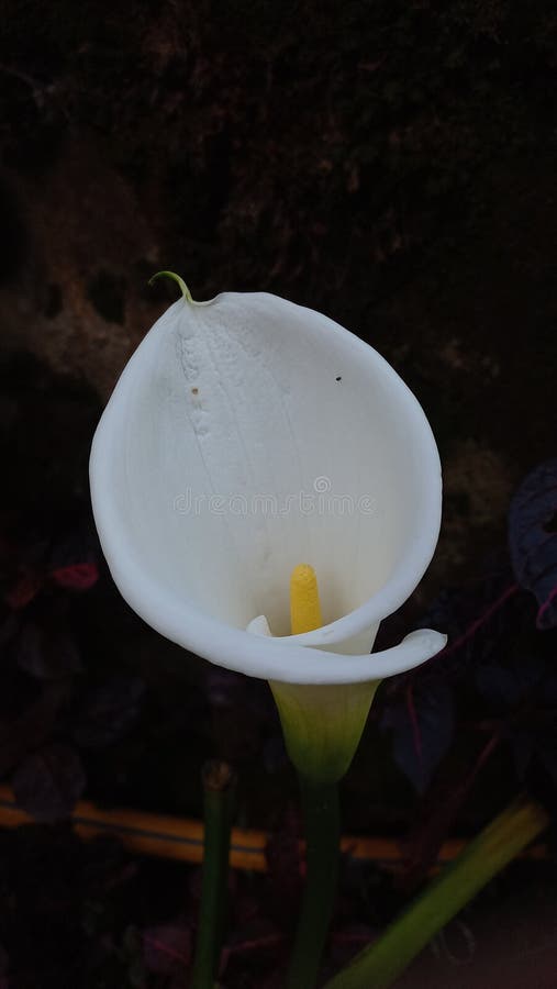 433 Kala Flower Stock Photos - Free & Royalty-Free Stock Photos from ...