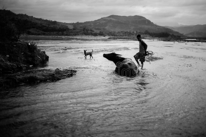Kalabaw stock image. Image of filipinos, park, strength - 138509513