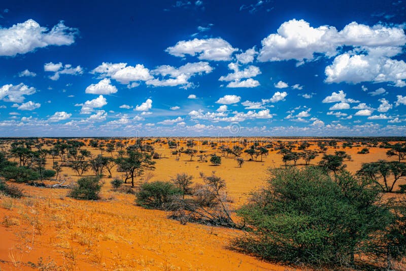 Kalahari Desert stock image. Image of africa, sunset - 264355875