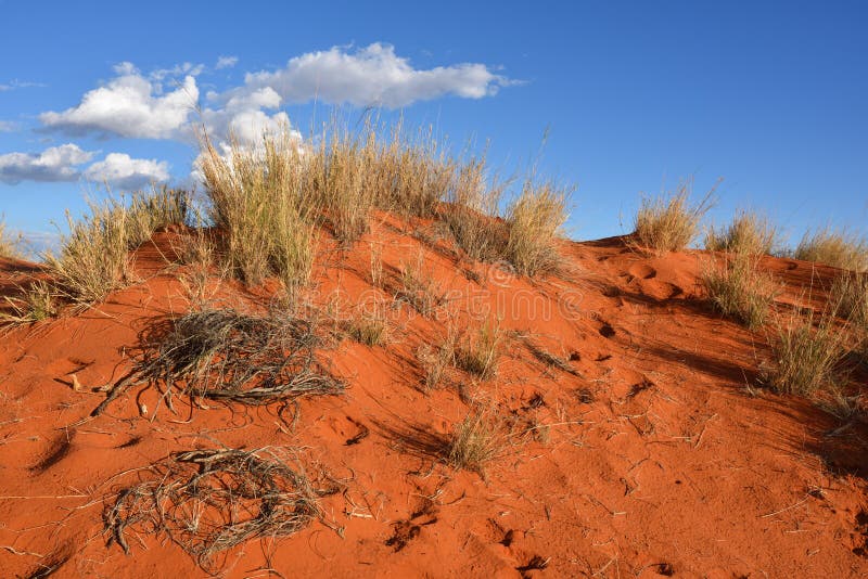 Kalahari desert, Namibia stock photo. Image of wild, heat - 74822704