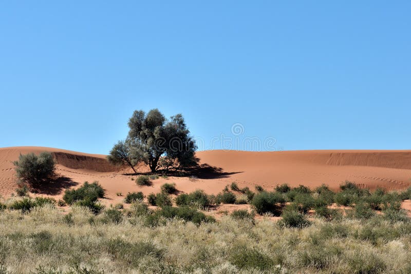 Kalahari Farm Scene, Namibia Stock Image - Image of namibia, tree: 37352965
