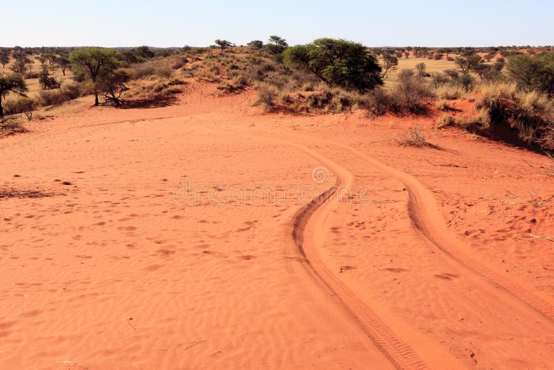 Kalahari Namibia stock image. Image of desert, trees - 99607217