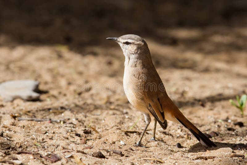 Kalahari Scrub Robin Walking on Sand in the Sun Stock Image - Image of ...