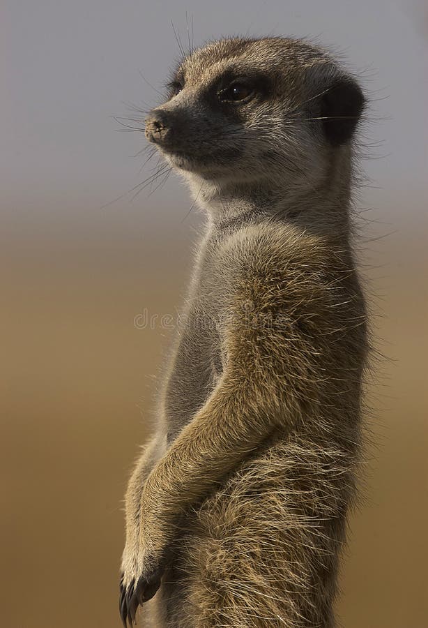 Kalahari watcher stock image. Image of africa, mammal - 33991555
