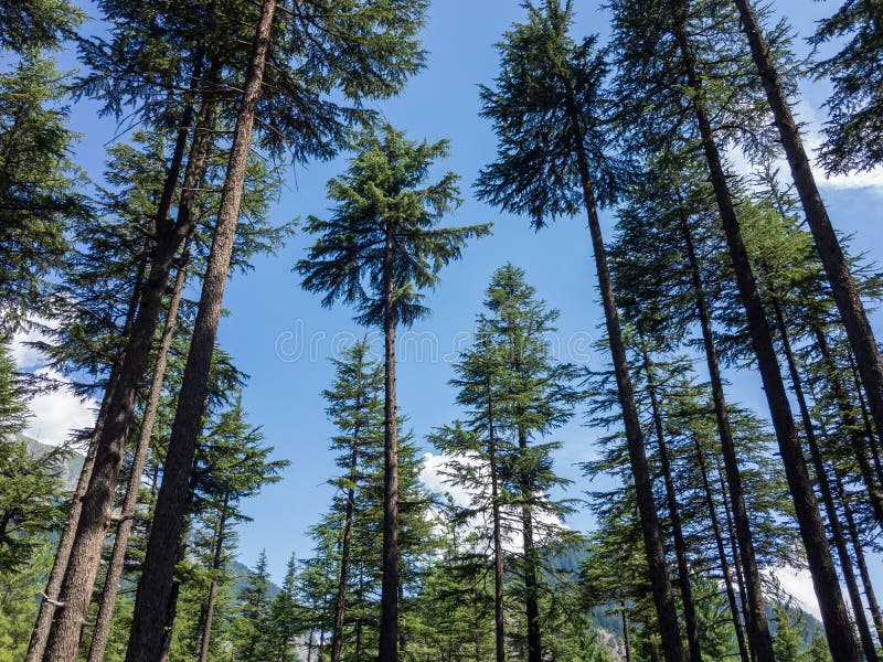 Kalam Swat Valley Pine Tree Forest with Blue Sky Stock Photo - Image of ...