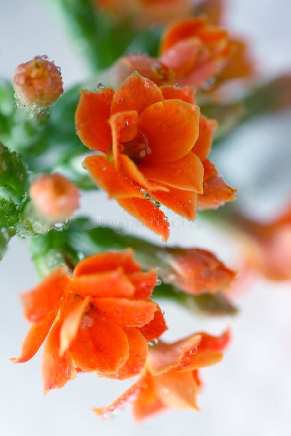 Kalanchoe stock image. Image of botanic, cheerful, flora - 13055683