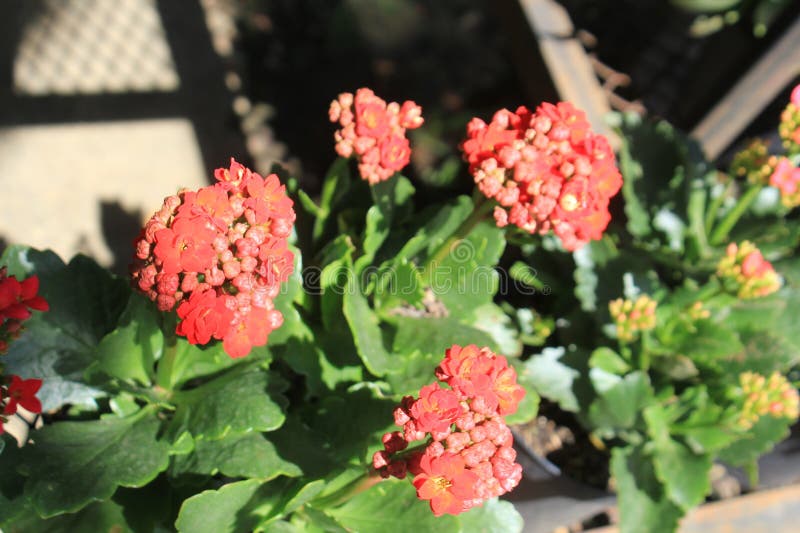 Kalanchoe in Bloom. Medellin, Colombia Stock Photo - Image of bloom ... Kalanchoe in Bloom. Medellin, Colombia Stock Photo - Image of bloom ...