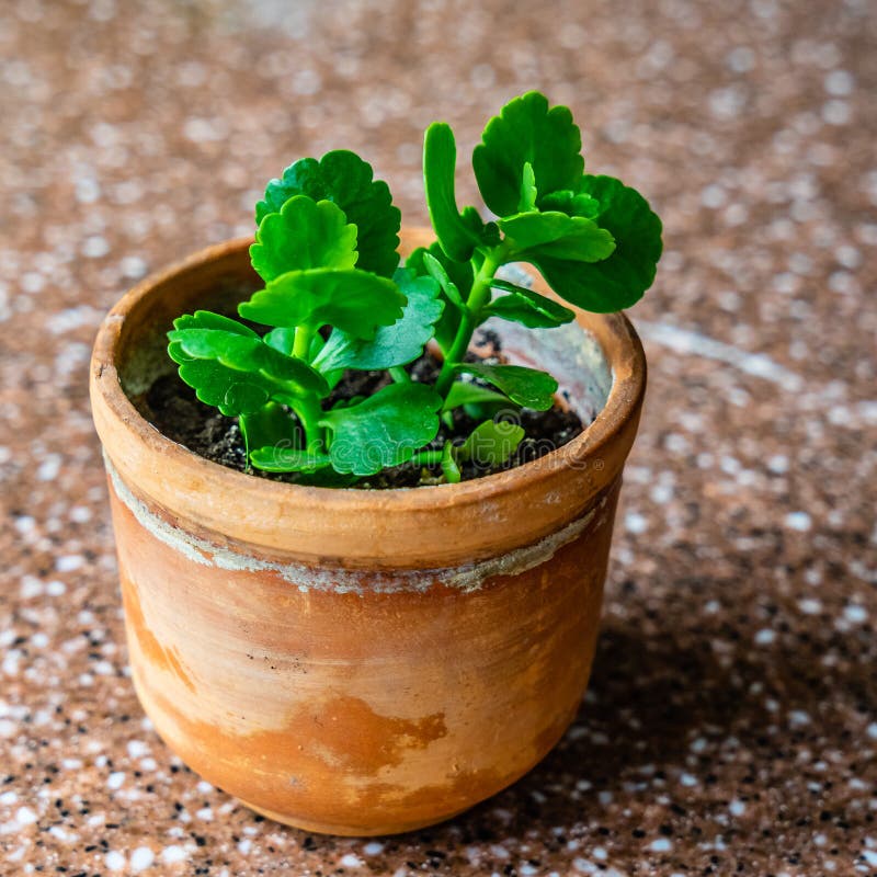 Kalanchoe in Brown Handmade Pot on Marble Stock Photo - Image of flower ...
