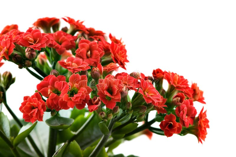 Kalanchoe red flowers stock image. Image of white, beauty - 14258335