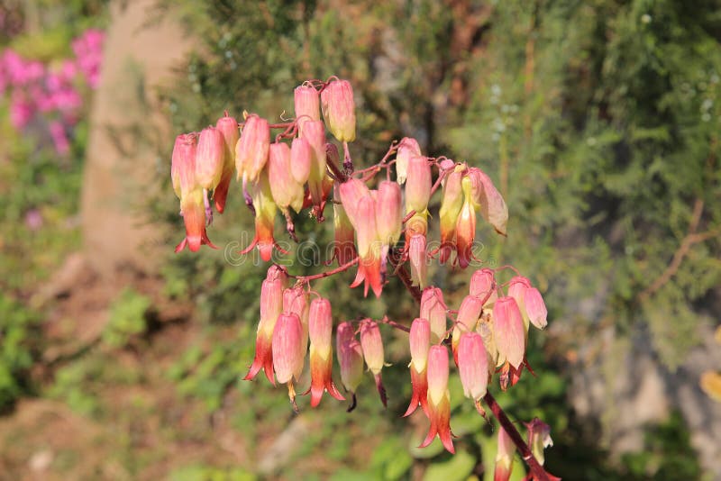 Kalanchoe Some Time Called Japanese Lantern Flower Stock Image - Image ...