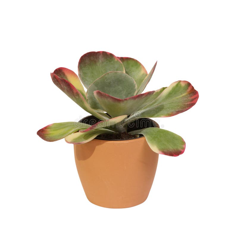 Kalanchoe Thyrsiflora in Pot Stock Image - Image of spring, garden ...