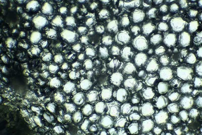 Developing Fish Eggs Under Light Microscope Stock Image - Image of ...