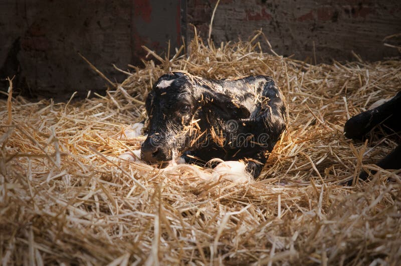 Kalb stockfoto. Bild von kalb, vieh, bauernhof, tier - 12024744