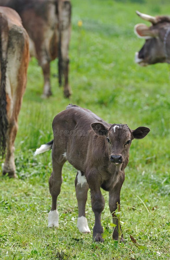 Hübsches, Kleines Schwarz-weißes Kalb Beim Galopp Stockbild - Bild von ...