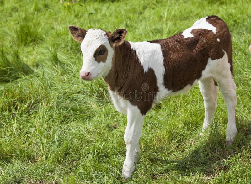 Kalb 2 stockbild. Bild von jung, tier, kalb, bewirtschaften - 10011119