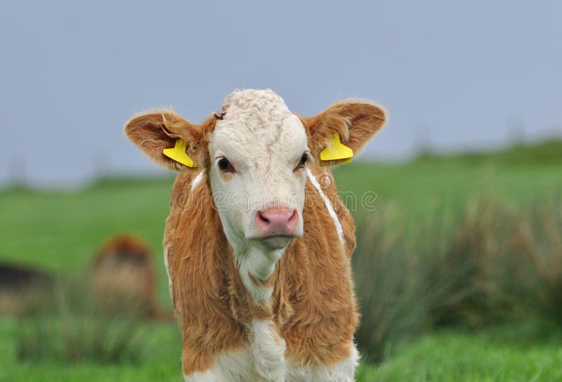 Kalb Stockfotos und Bilder - Laden Sie 63,133 lizenzfreie Fotos herunter