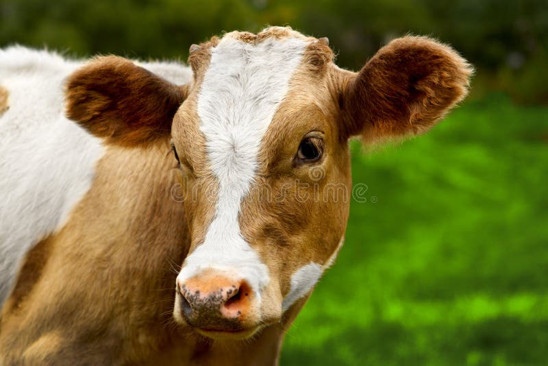 Kalb Stockfotos und Bilder - Laden Sie 63,133 lizenzfreie Fotos herunter