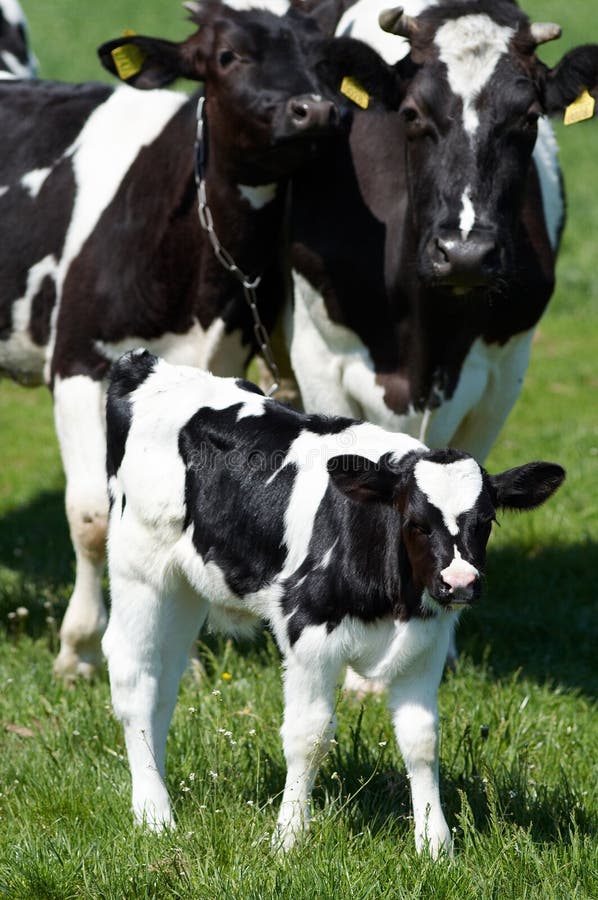 Kalb stockfoto. Bild von porträt, kopf, bewirtschaften - 2571264