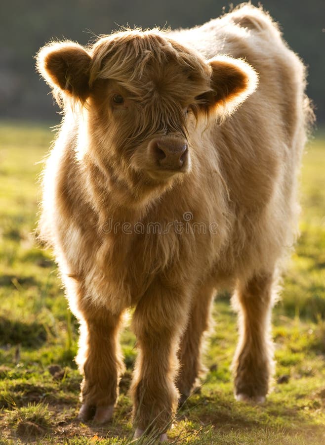 Hochland-Kalb stockbild. Bild von kalb, tier, vieh, hochland - 11229595