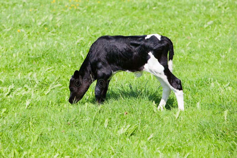 Hübsches, Kleines Schwarz-weißes Kalb Beim Galopp Stockbild - Bild von ...