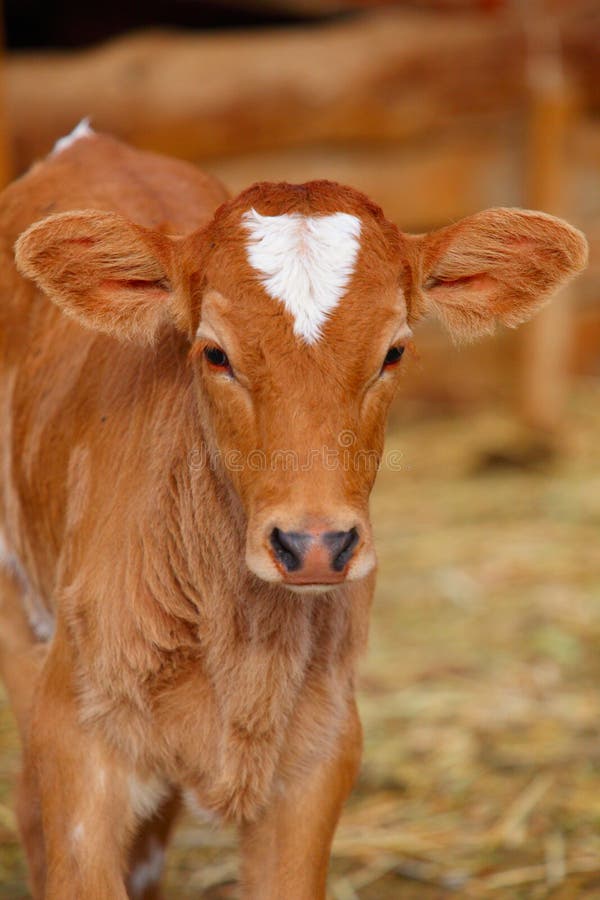 Kalb stockfoto. Bild von haar, wiese, bauernhof, kalb - 9033028