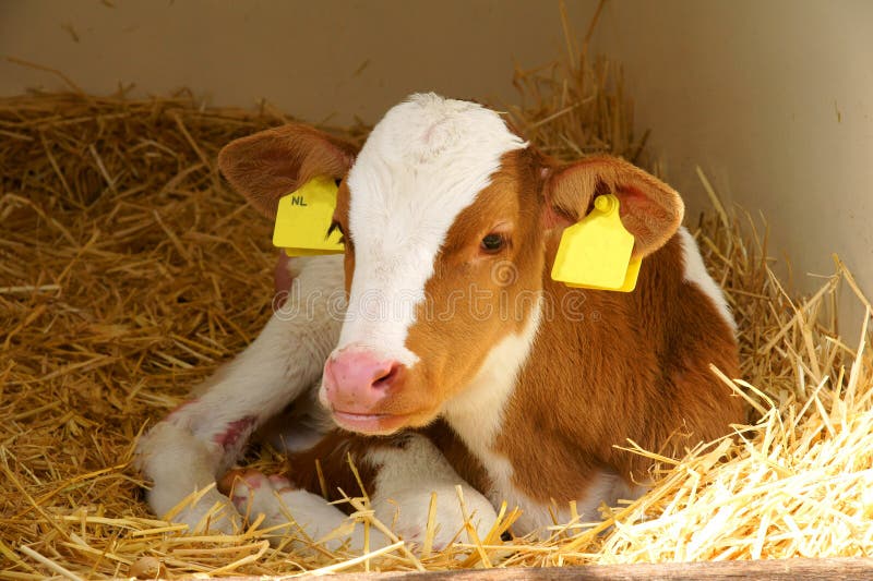 Kalb mit gelbem Ohrzeichen stockbild. Bild von rindfleisch - 19119325