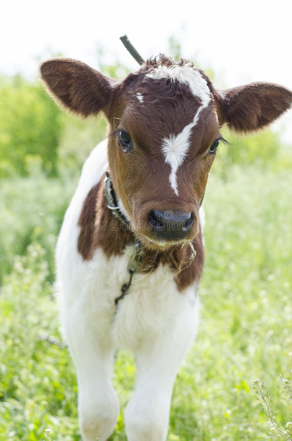 Portrait Der Kleinen Kuh Auf Wiese Stockbild - Bild von stier ...