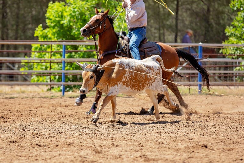 Kalb Roping Wettbewerb an Einem Australischen Rodeo Stockbild - Bild ...