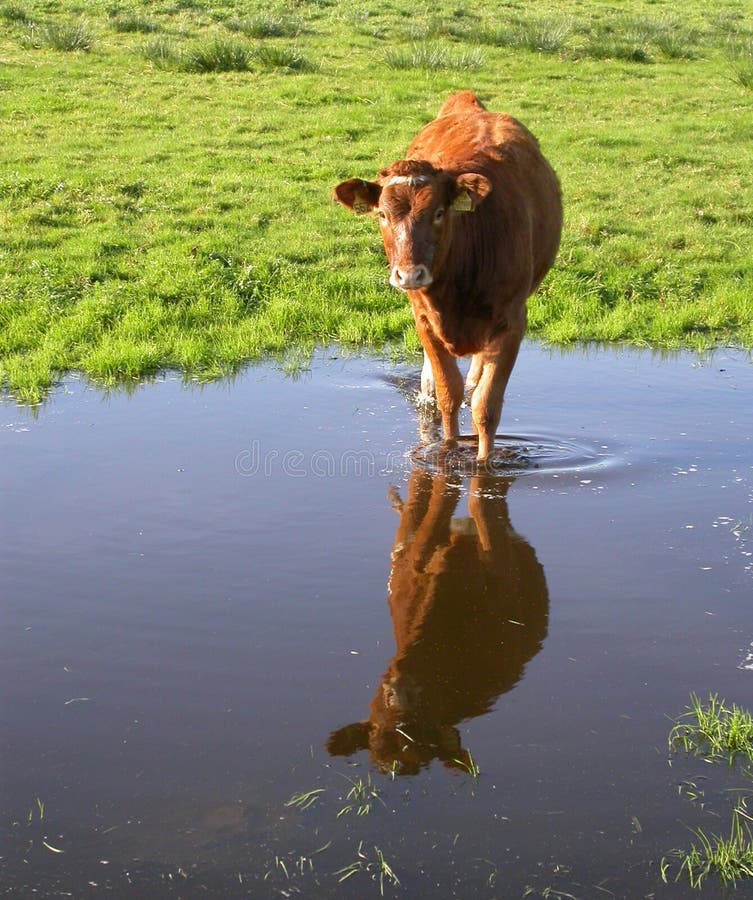 Kalb und seine Reflexion stockbild. Bild von tiere, blau - 2474135