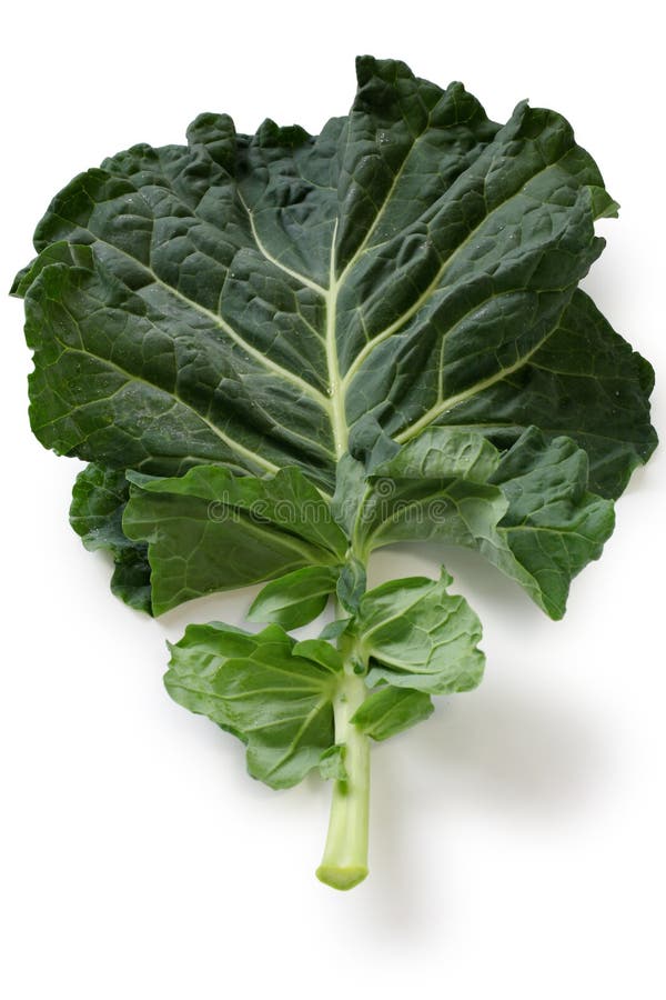 Kale stock photo. Image of kale, health, veggie, vegetarian - 28092934