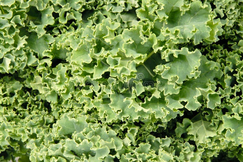Kale stock image. Image of twist, green, vegetable, curly - 3558713