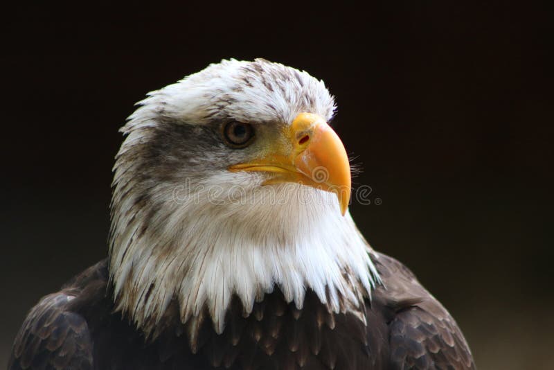 De Uil van de adelaar stock foto. Image of europees, ogen - 377906