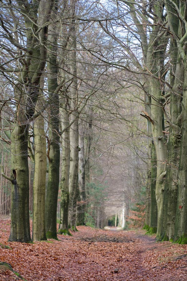 Kale bomen in de winter stock foto. Image of enkelvoudig - 33756656