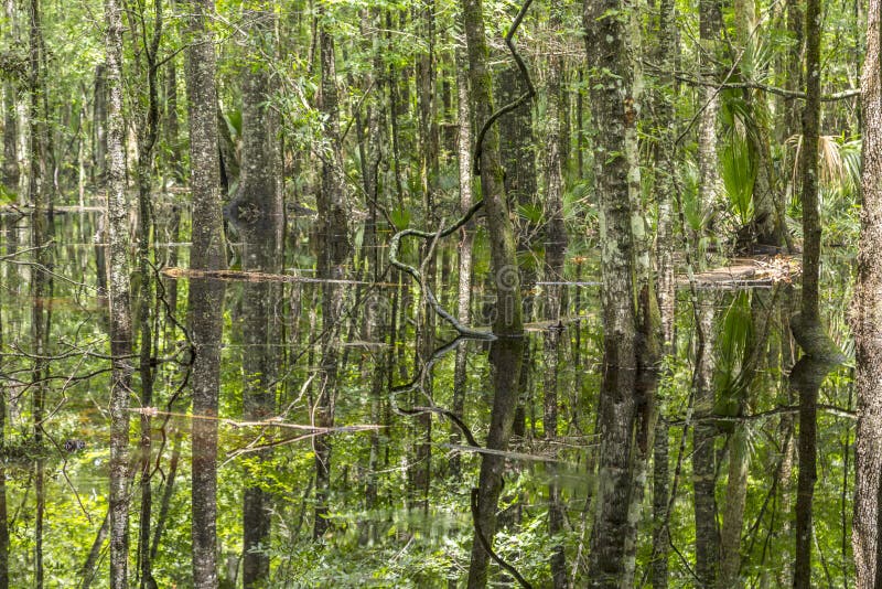Kale Bomen Die in Het Water Nadenken Stock Afbeelding - Image of ...