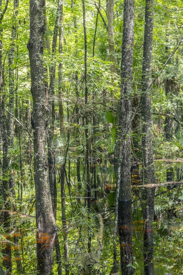 De Kale Bomen Die in Het Water in Florida Nadenken Zetten Op Warm Onder ...