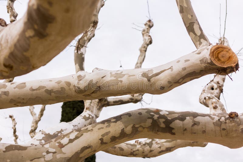 Kale bomen in de winter stock foto. Image of single, nederland - 33756656