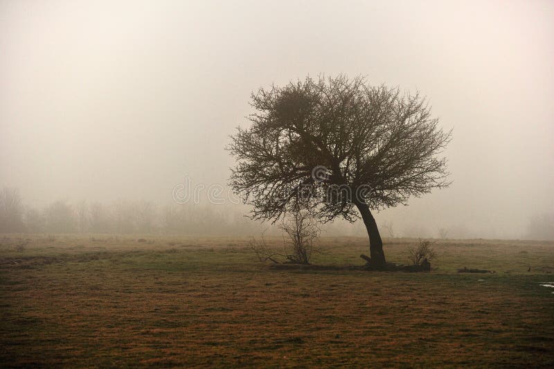Kale boom stock foto. Image of ochtend, takken, winter - 23529294