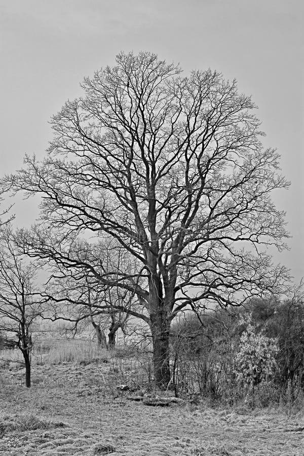 Kale Boom stock foto. Image of struiken, riet, nave, vernietigd - 27534858