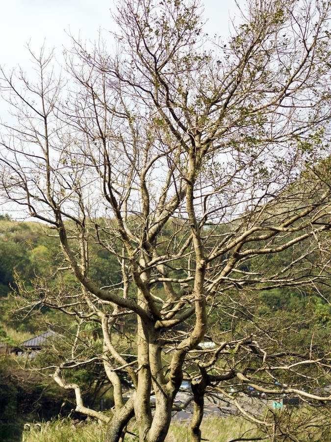 Kale boom in de herfst. stock foto. Image of seizoen - 30734542