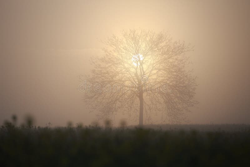 Kale boom stock foto. Image of bomen, humeurig, weide - 76230270
