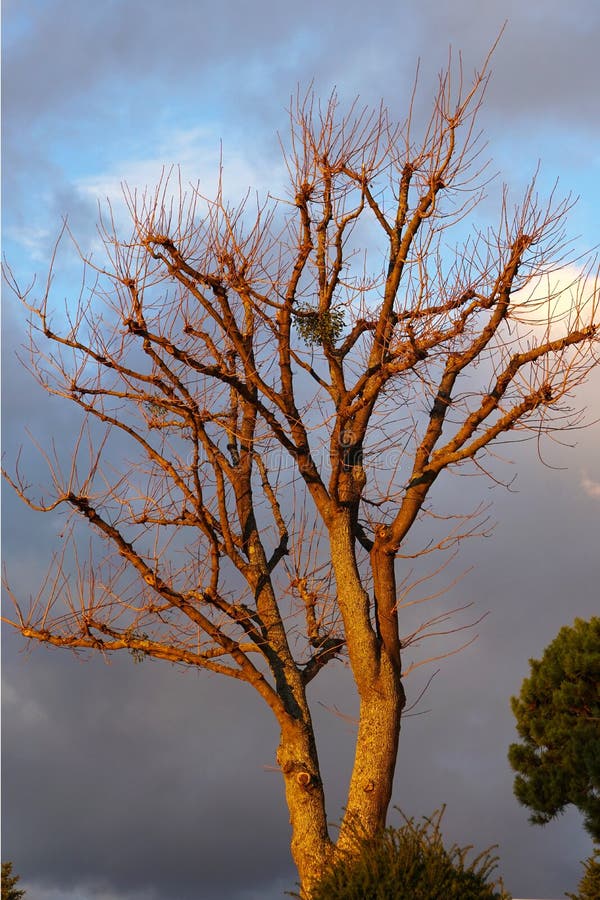 Kale boom stock afbeelding. Image of niemand, zwart - 152273643