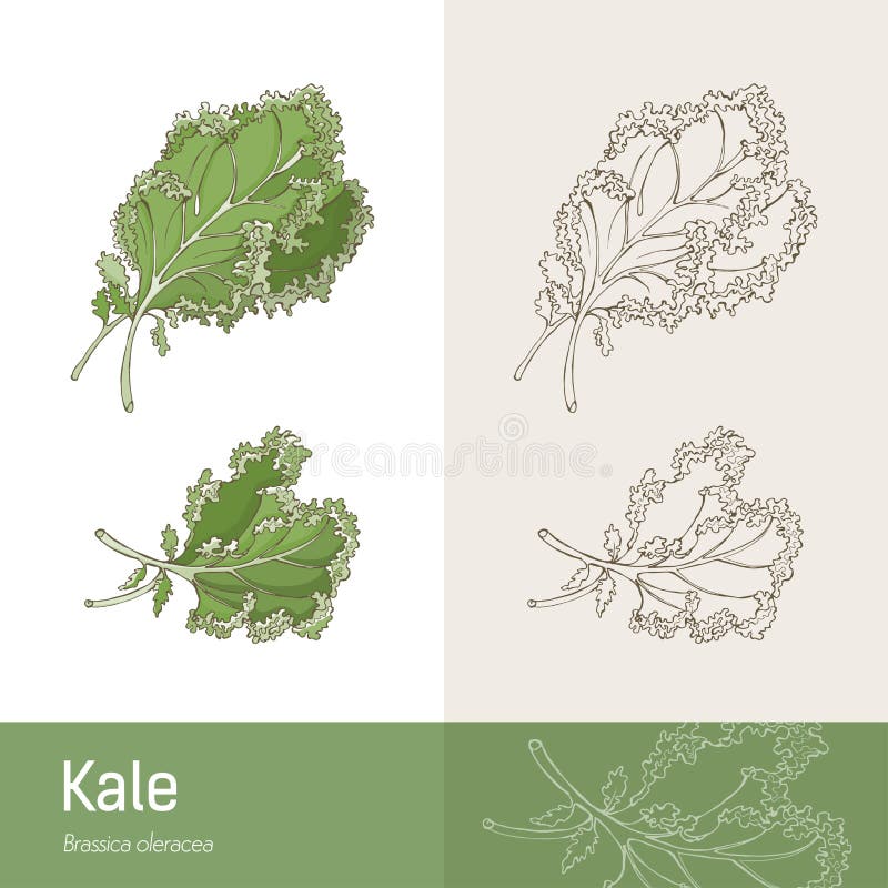 Kale stock vector. Illustration of healthy, remedy, greens - 54052268