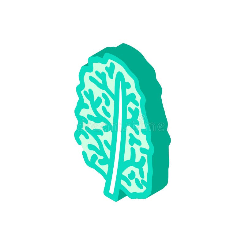 Kale Cabbage Isometric Icon Vector Illustration Stock Illustration ...